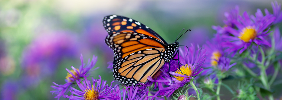 The Jacobs Butterfly Effect Program | Jacobs